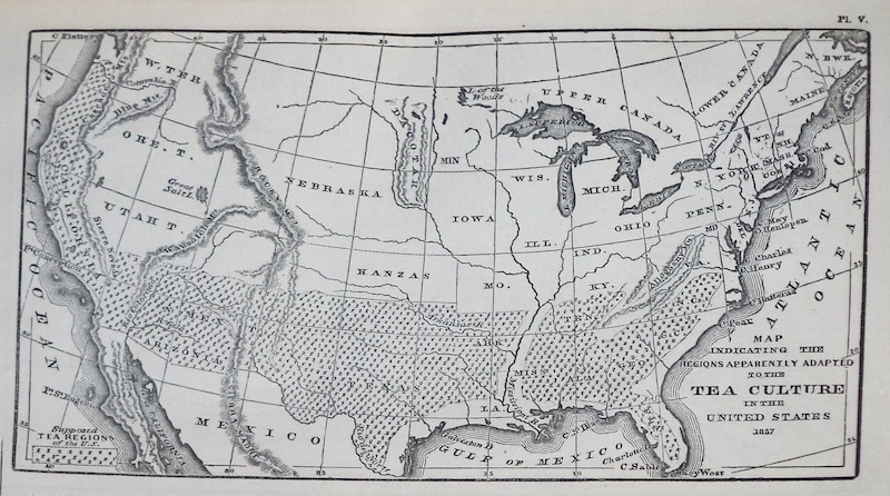 Seeking Tea Grown in the U.S.A. - Destination Tea