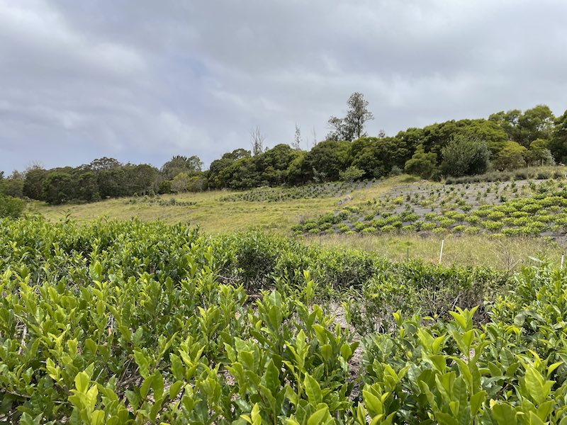Discovering a New Favorite Tisane at Maui Tea Farm - Destination Tea