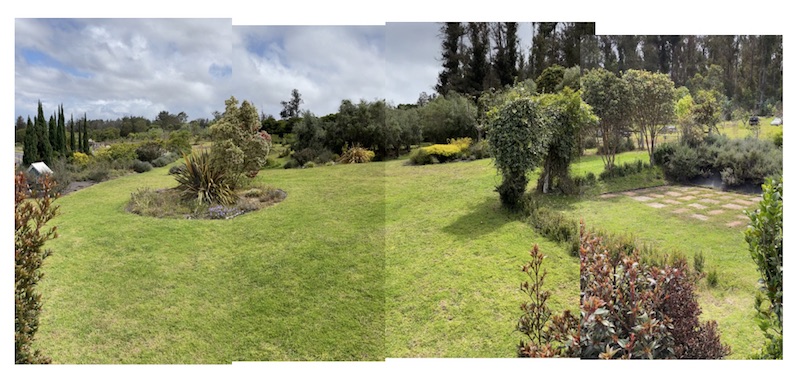 Discovering a New Favorite Tisane at Maui Tea Farm - Destination Tea